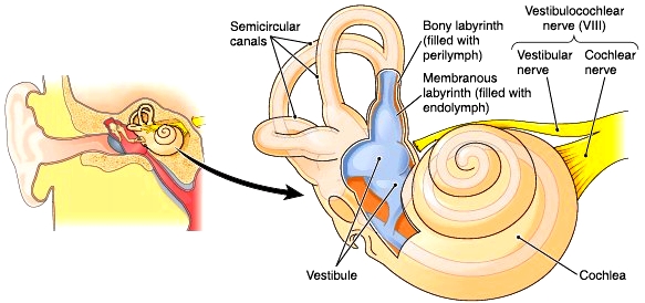 Anatomy of the ear