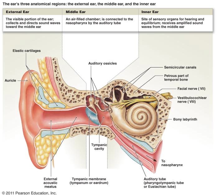 Anatomy of the ear