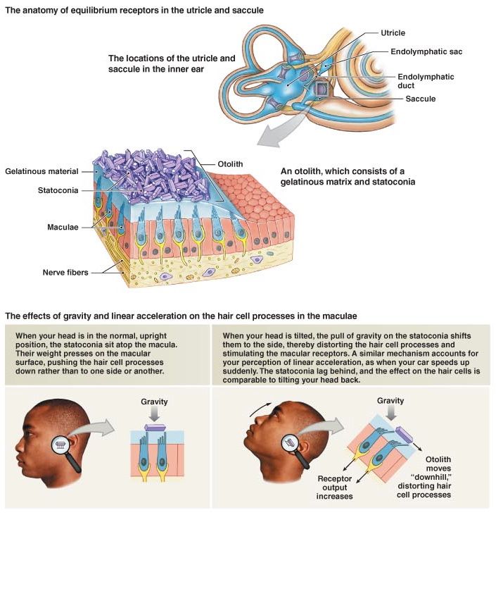 BlogGang.com : : Gibpiko : Anatomy of the ear