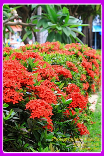 ดอกไม้ริมทาง...