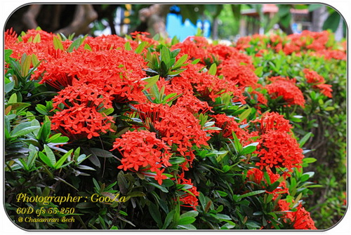 ดอกไม้ริมทาง...