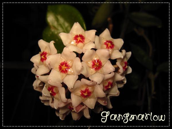 Hoya สามัญประจำบ้าน ที่มือใหม่หลงใหล