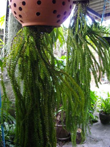 BlogGang.com : : AMU_MAZDACLUB : Lycopodium phlegmaria ช้องนางคลี่