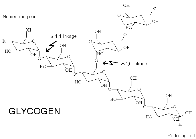 Biosynthesis of Polysaccharide