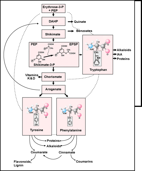 Biosynthesis of amino acid and nucleotides