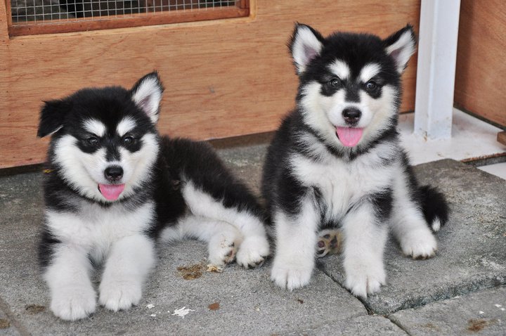 Bloggang.com : Marchesa - 7 Weeks Malamute Puppy