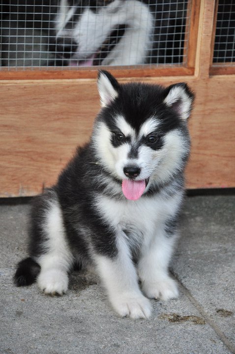 Bloggang.com : Marchesa - 7 Weeks Malamute Puppy