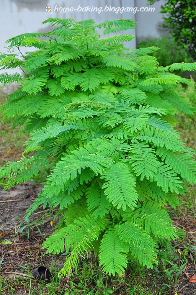 รั้ ว ช ะ อ ม ใ น บ้ า น เ จ๊ ห ลี