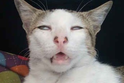 Cat is rebooting ....