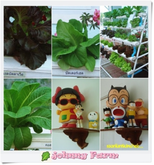 แวะซื้อผักไฮโดรโปนิกส์ที่ Johnny Farm ก่อนกลับค่ะ