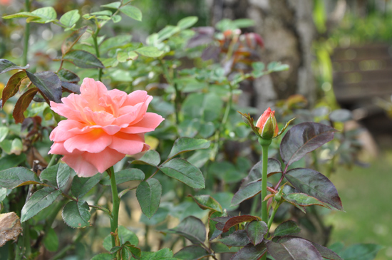 2010m08d29: My Roses (03)