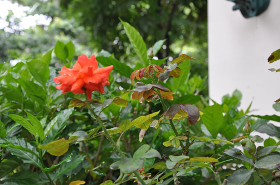 2010m08d29: My Roses (03)