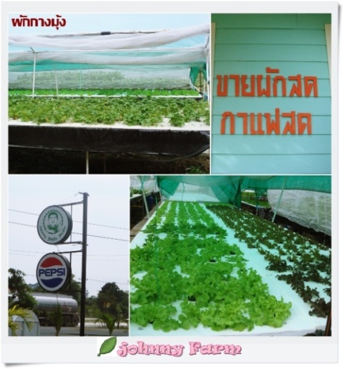 แวะซื้อผักไฮโดรโปนิกส์ที่ Johnny Farm ก่อนกลับค่ะ