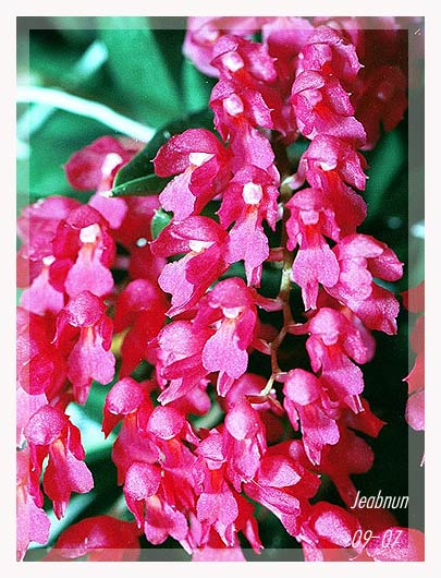 จำหน่าย Rodriguezia secunda