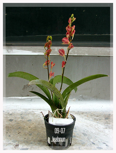 จำหน่าย Rodriguezia secunda