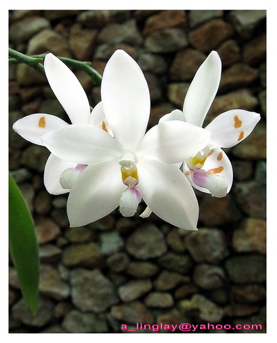 Phal.tetraspis x Phal.amboinensis