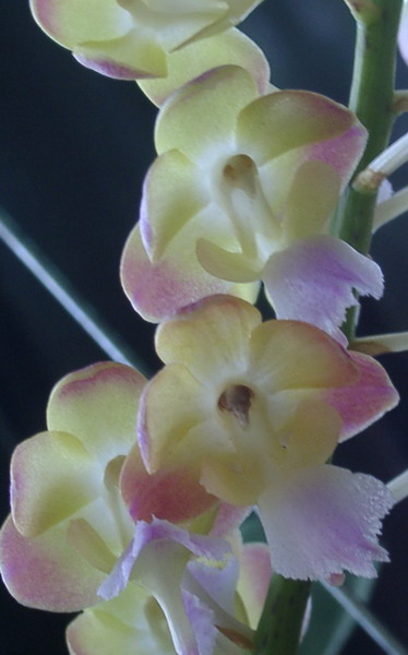 ความหอมและสีสรรที่ธรรมชาติให้มา รวมทั้งลูกผสม ทำให้ไม้ชนิดนี้น่าสนใจมาก