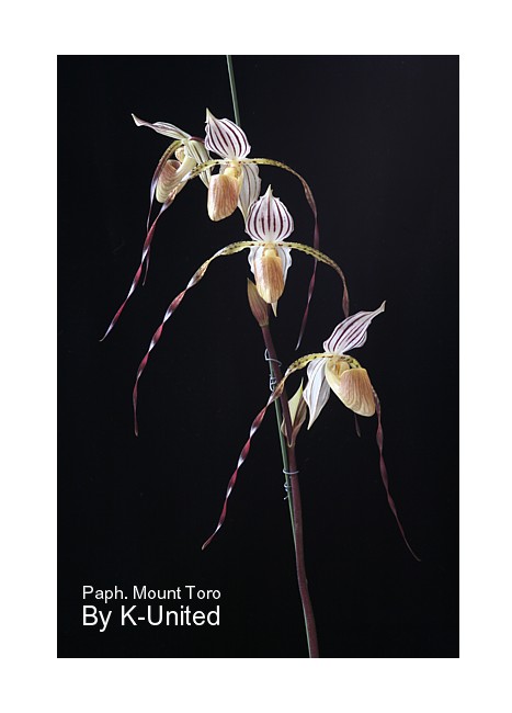Paph. Mount Toro