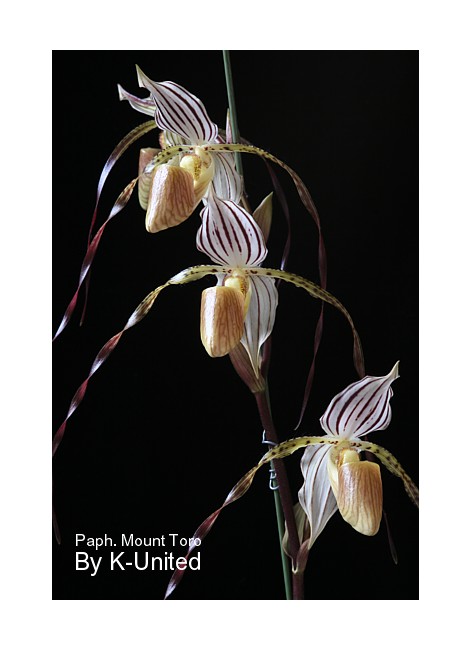 Paph. Mount Toro