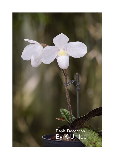 Paph. Deception II
