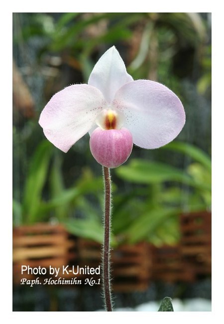 Paph. Hochimihn