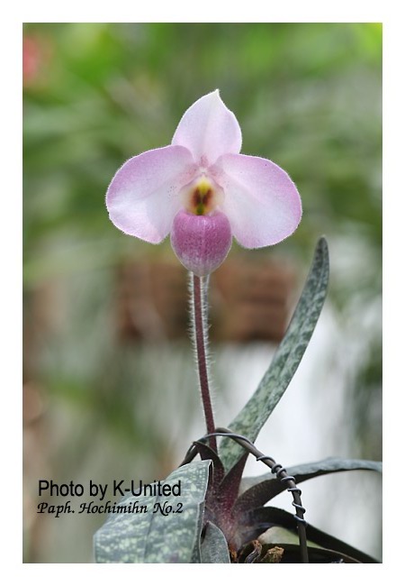 Paph. Hochimihn