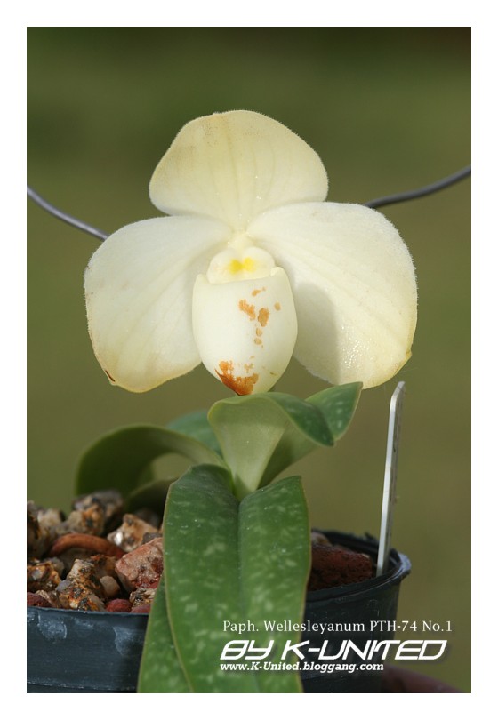 Paph. Wellesleyanum fma. alba PTH-74 No.7