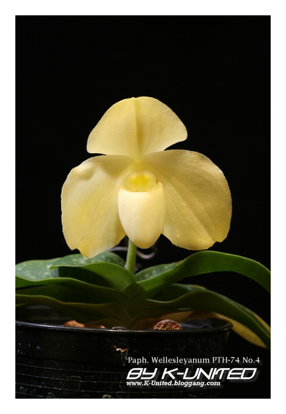 Paph. Wellesleyanum fma. alba PTH-74 No.7