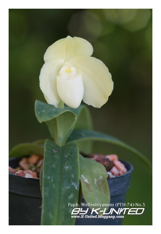 Paph. Wellesleyanum fma. alba PTH-74 No.7
