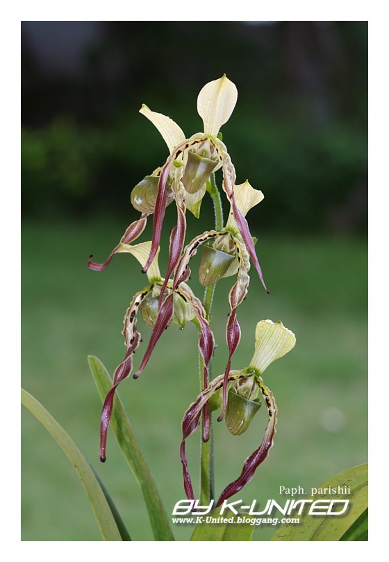 Paph. parishii