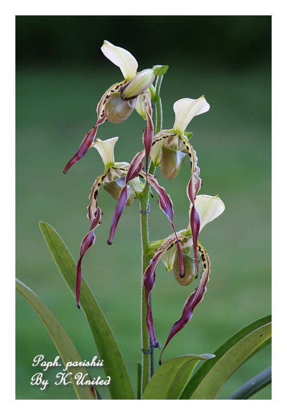 Paph. parishii