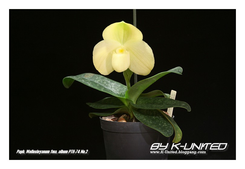 Paph. Wellesleyanum fma. alba PTH-74 No.7