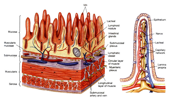 Bloggang.com : kitpooh22 : ร่างกายของมนุษย์ตอน ลำไส้เล็ก (Small intestine)