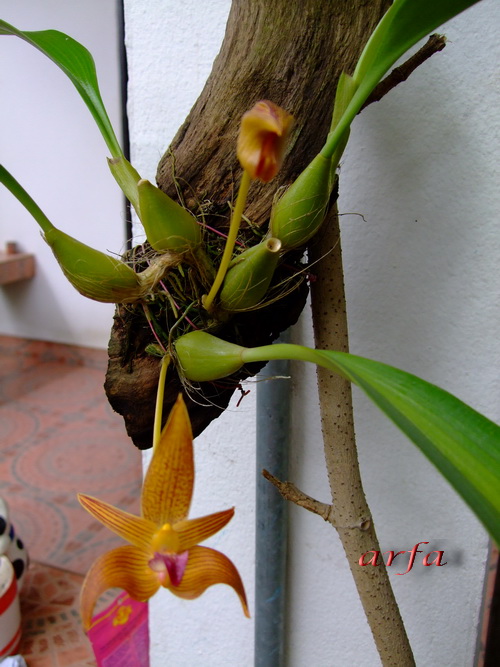 จำหน่าย Bulb. claptonense ( กำลังออกดอก)