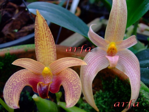 Bloggang.com : : Bulb.arfa - Bulb.sumatranum (cameron) #3