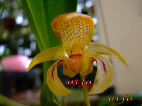 Bulb.dearei (Kalimantan)