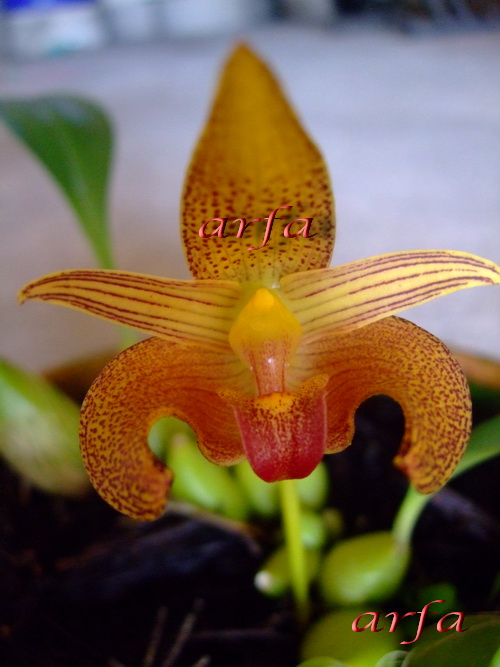 Bulb.claptonense x Bulb.sumatranum