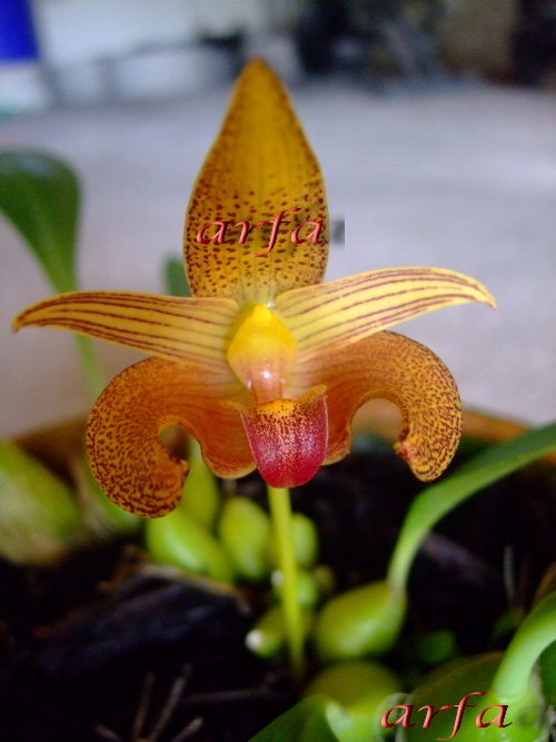 Bulb.claptonense x Bulb.sumatranum