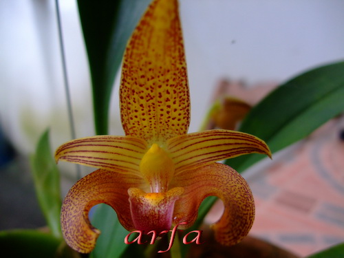 Bulb.claptonense x Bulb.sumatranum