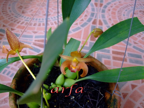 Bulb.claptonense x Bulb.sumatranum