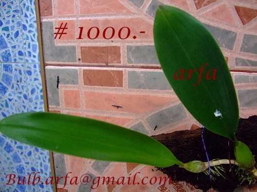 แบ่งจำหน่ายสิงโตหลายตัว มีเผือกด้วยคร๊า...แจ่ม......>_