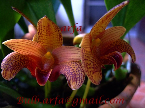 Bloggang.com : : Bulb.arfa