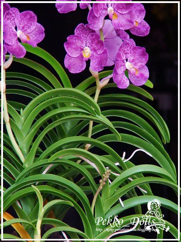 Vanda Clay Orchid ดอกไม้ดินไทย - ดินญี่ปุ่น