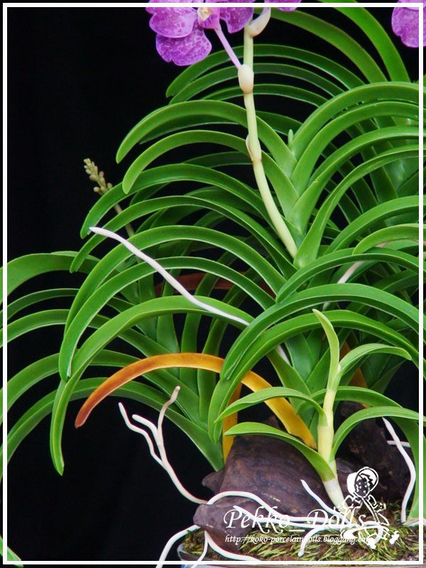 Vanda Clay Orchid ดอกไม้ดินไทย - ดินญี่ปุ่น