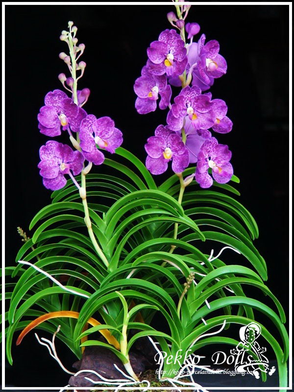 Vanda Clay Orchid ดอกไม้ดินไทย - ดินญี่ปุ่น