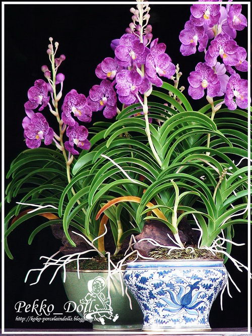 Vanda Clay Orchid ดอกไม้ดินไทย - ดินญี่ปุ่น