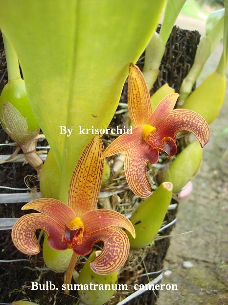 Bulb. sumatranum cameron...................