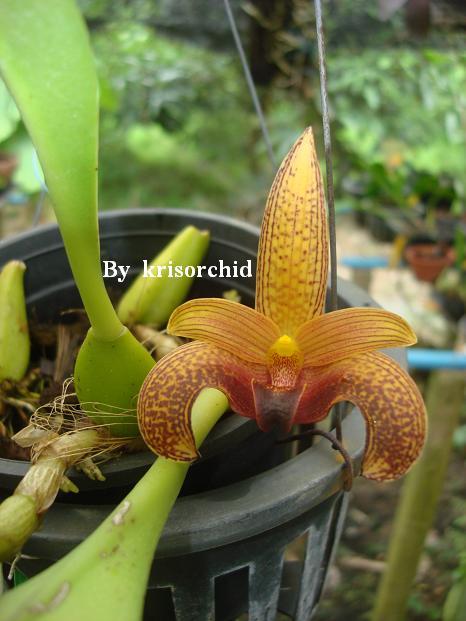 Bulb. sumatranum cameron...................
