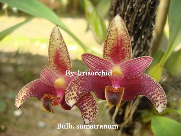 Bulb. sumatranum cameron...................