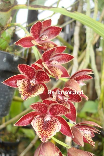 Mormodes Jumbo World...............